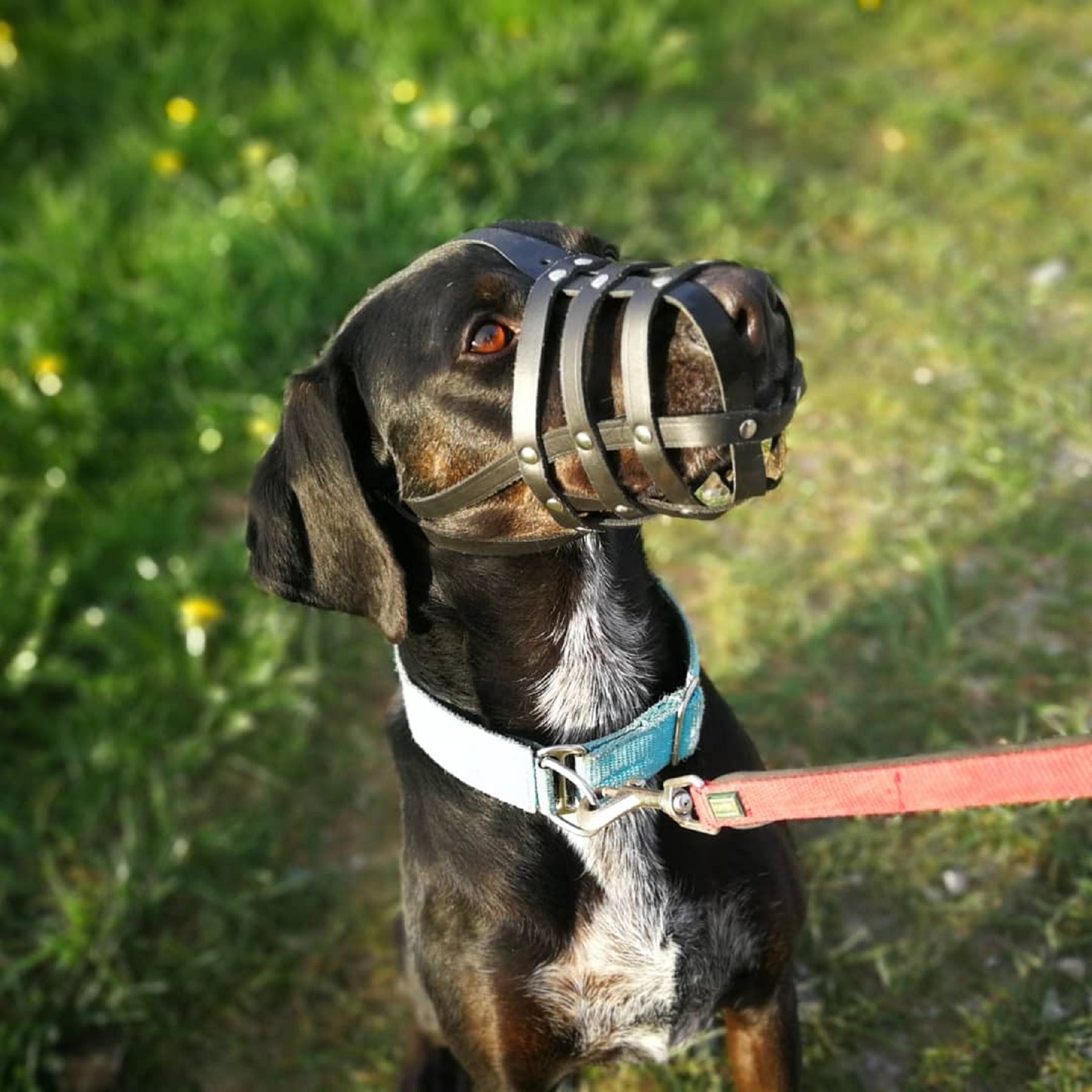 Maulkorb Hund Leder - Kostenloser Expressversand – LEDER KAUFEN™